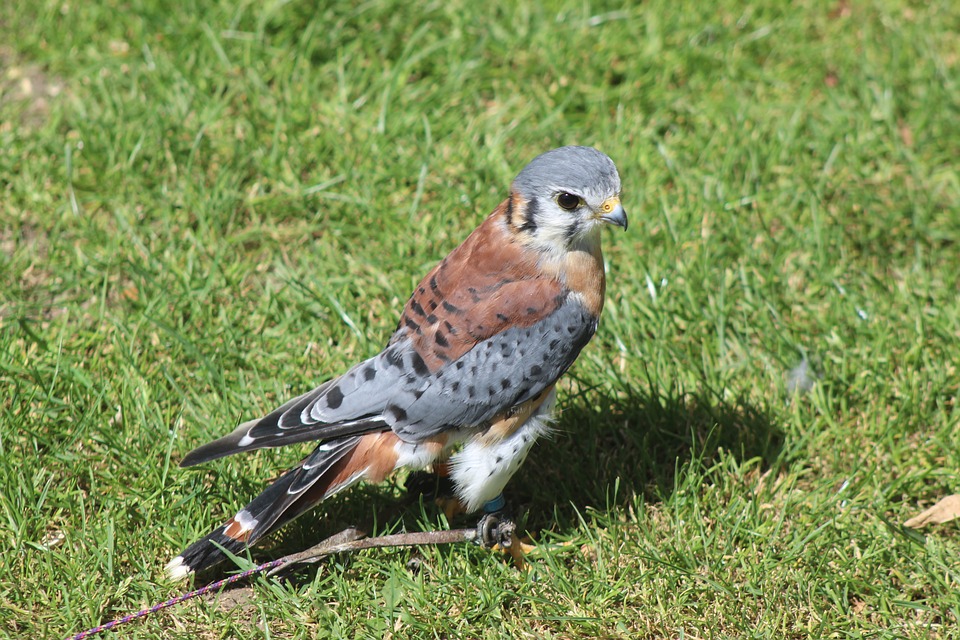 The American Kestrel (falcons)