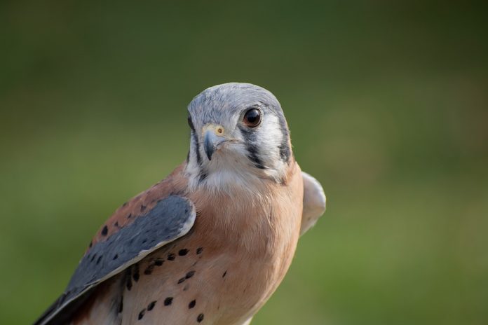 The American Kestrel (falcons)