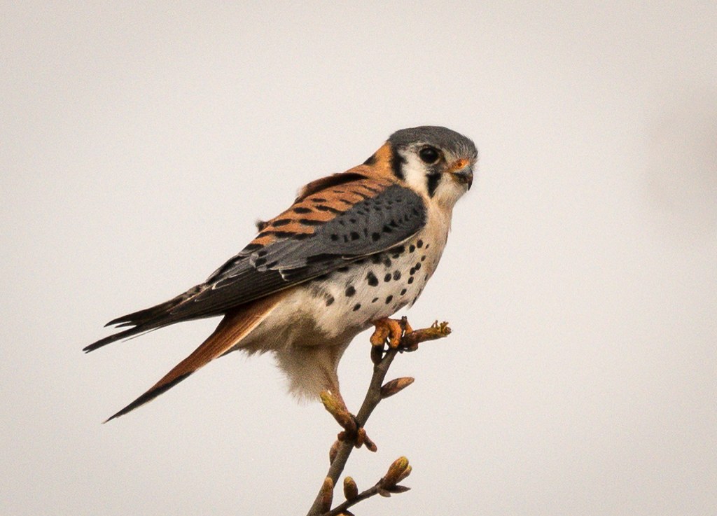 The American Kestrel (falcons)