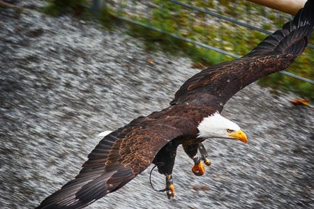 The Facts of Bald Eagle