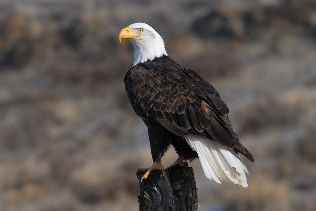 The Facts of Bald Eagle