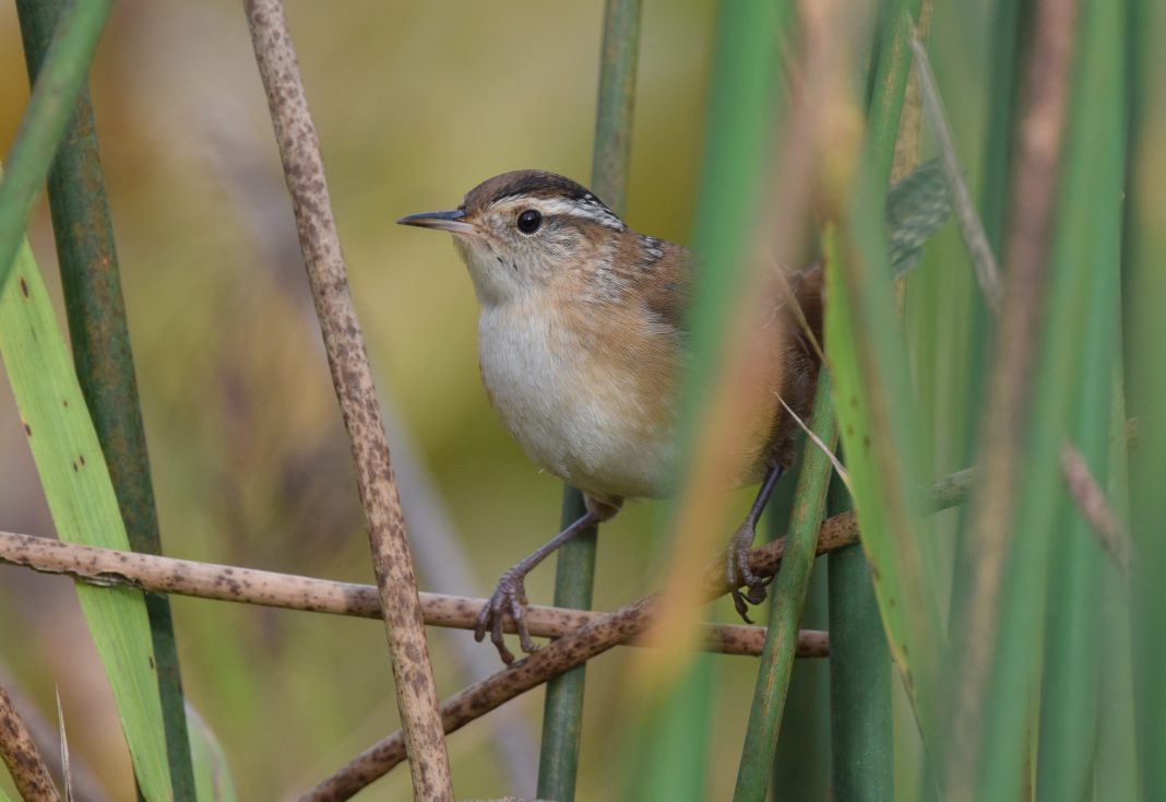 The Facts of Marsh Wren