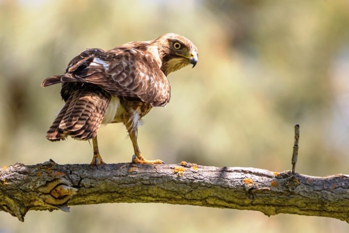 Red-Tailed Hawk (buteo hawks)
