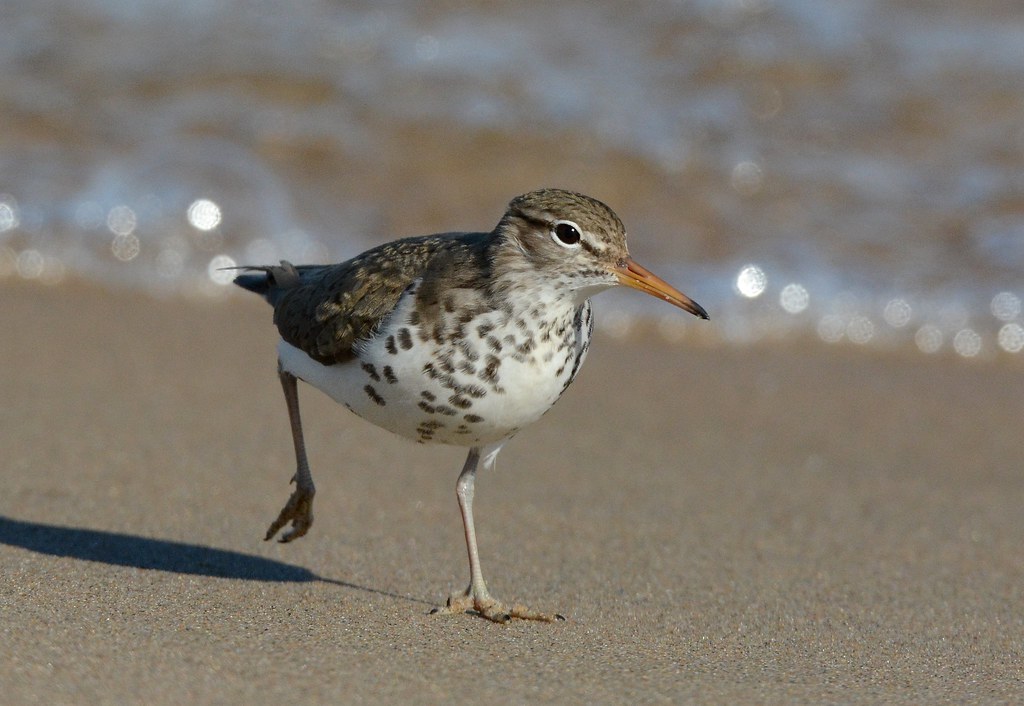 The Spotted Sandpiper (Actitis macularia)
