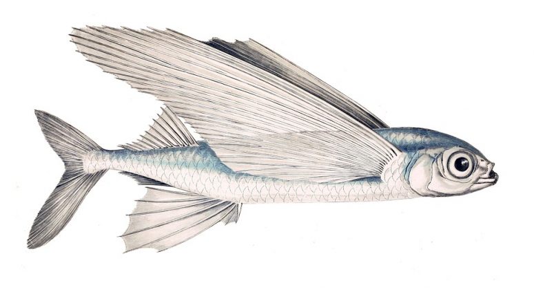 Exocoetidae: Amazing Fish That Flies