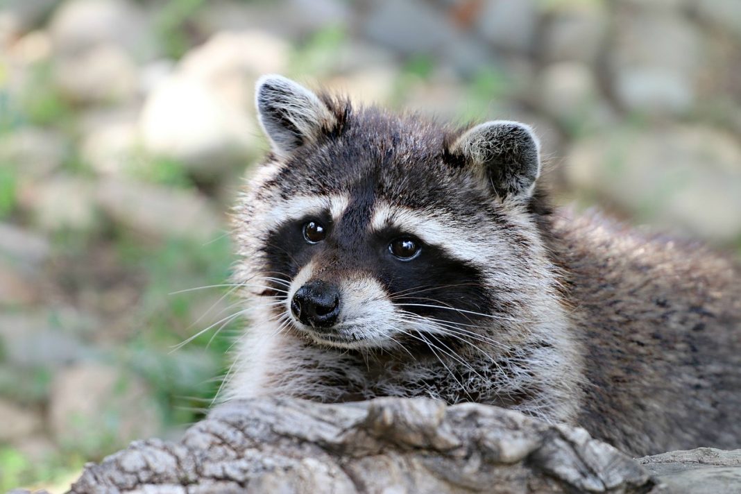 Raccoon (raccoons, coatis, ringtails)