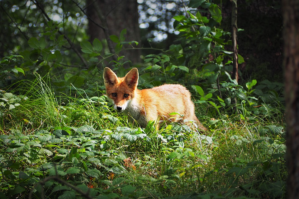 The Beautiful Red Fox (Foxes and Coyotes)