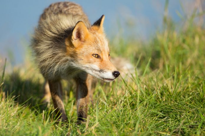 The Beautiful Red Fox (Foxes and Coyotes)