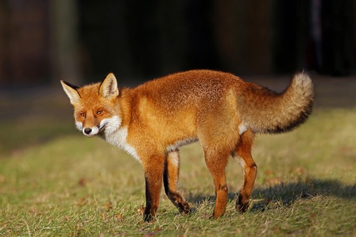 The Beautiful Red Fox (Foxes and Coyotes)