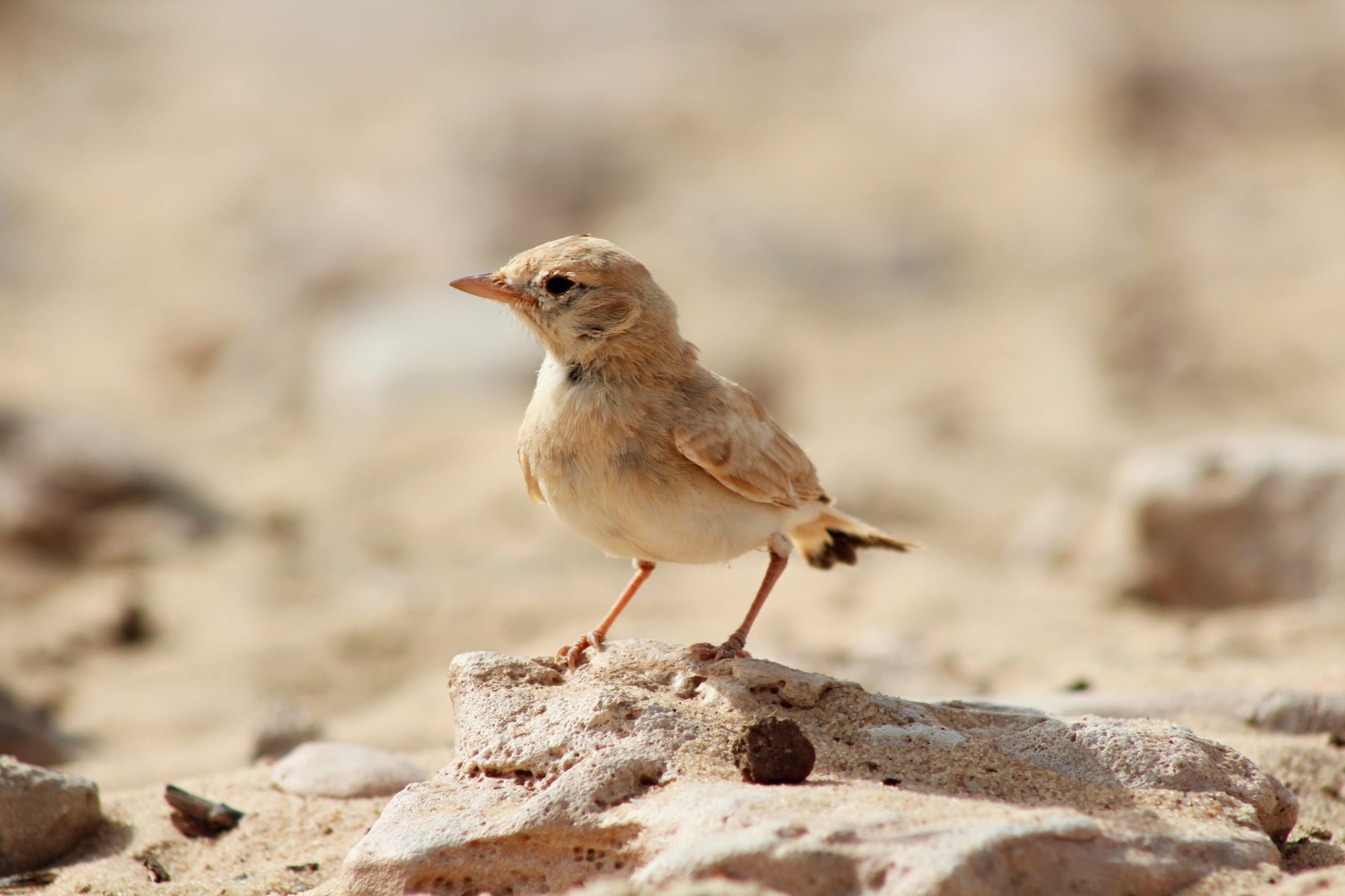 The Bar-tailed Desert Lark