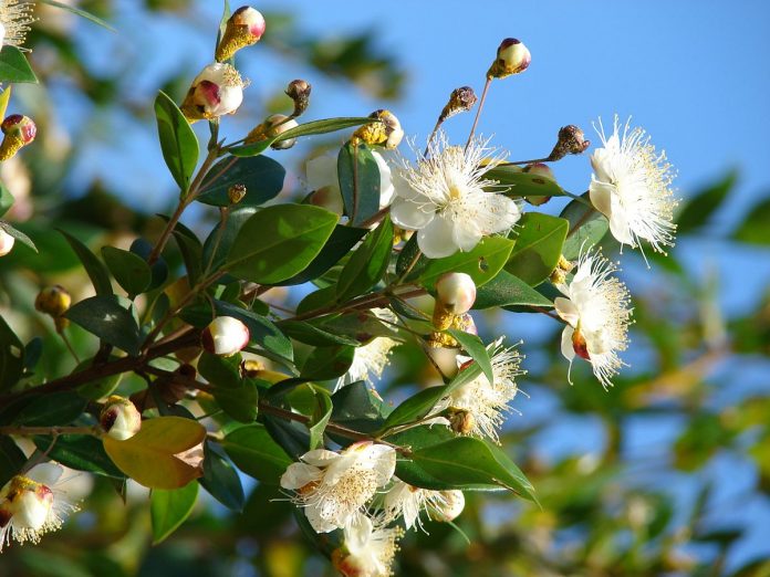 Myrtle Plant - Ancient Greek Scared Plant