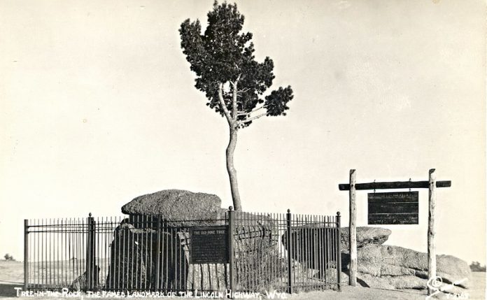 A Fascinating Natural Tree in the Rock of Wyoming