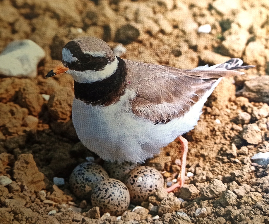 The Versatile Little Ringed Plovers