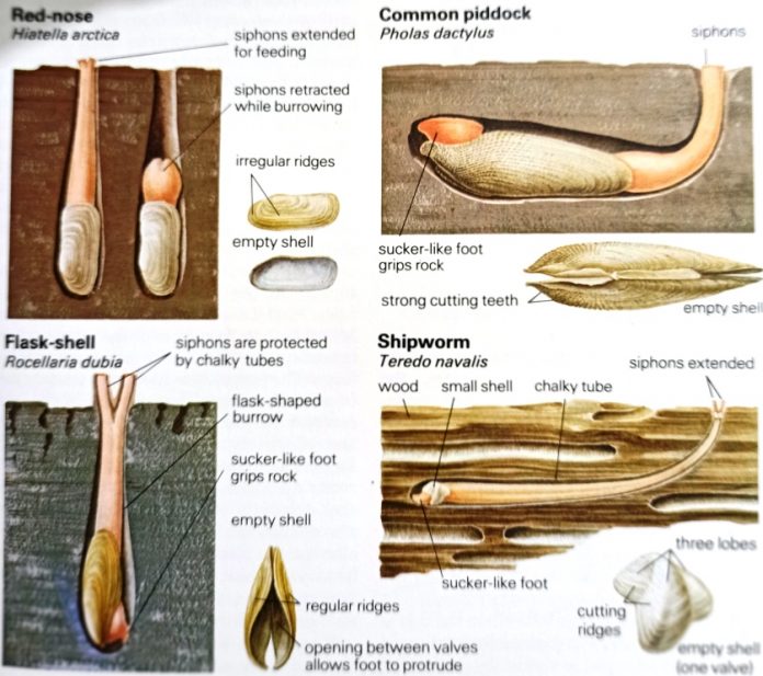 The Amazing Rock Drilling Shellfish