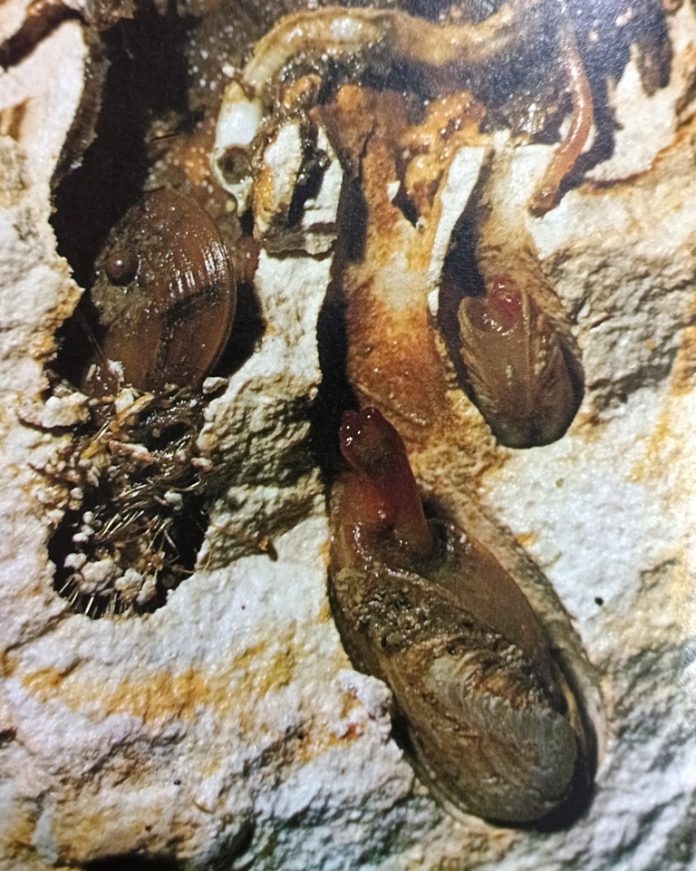 The Amazing Rock Drilling Shellfish