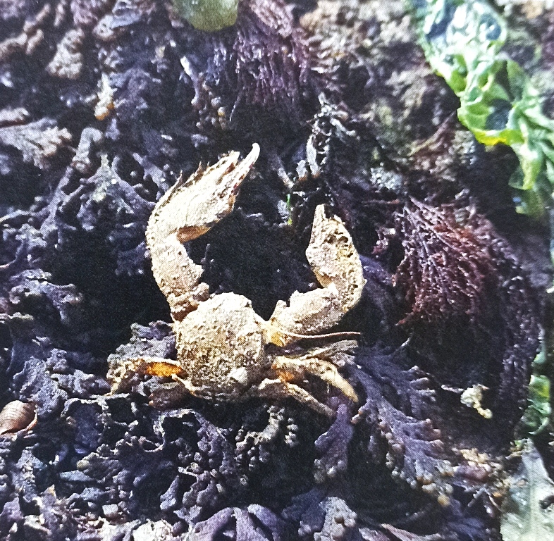 The Strandline - Whim of the Waves