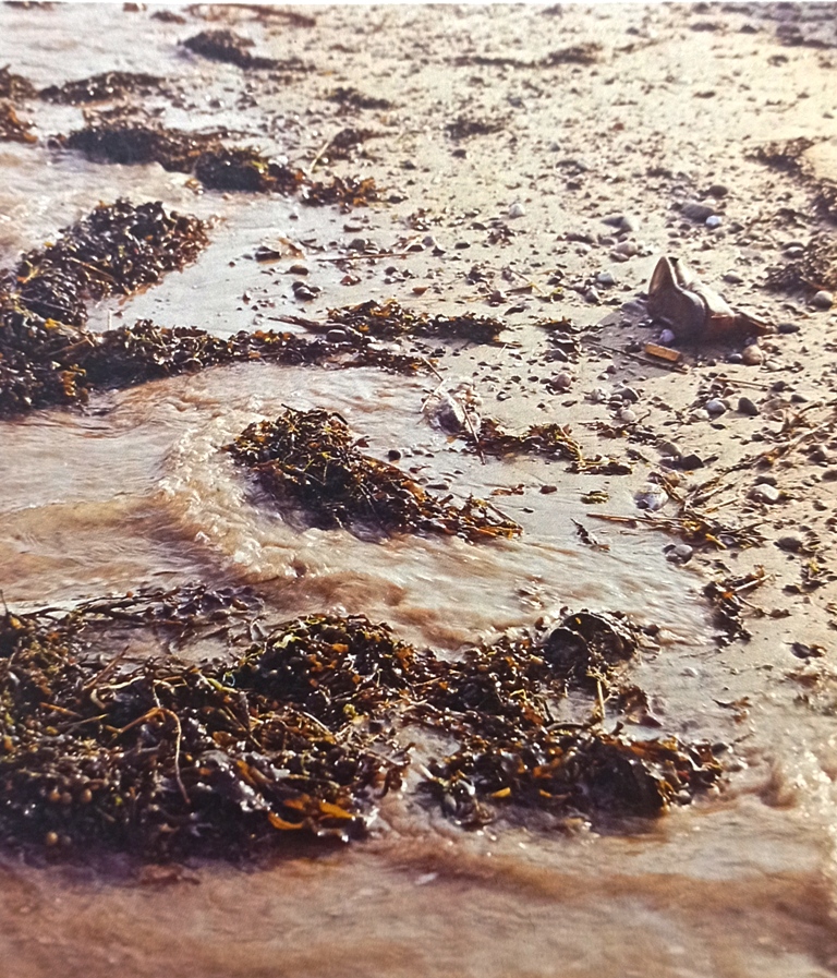 The Strandline - Whim of the Waves