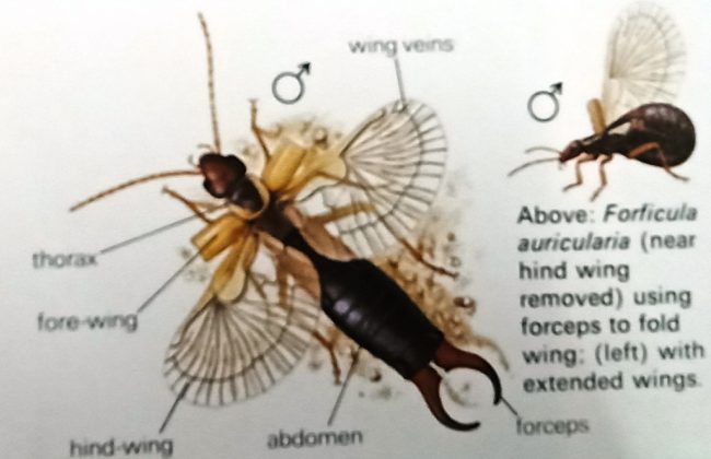 Earwig Life Cycle: Stages And Characteristics – RXFRF