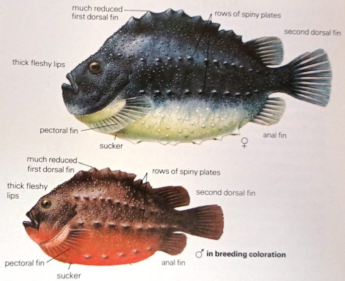 The Tenacious Lumpsucker Fish