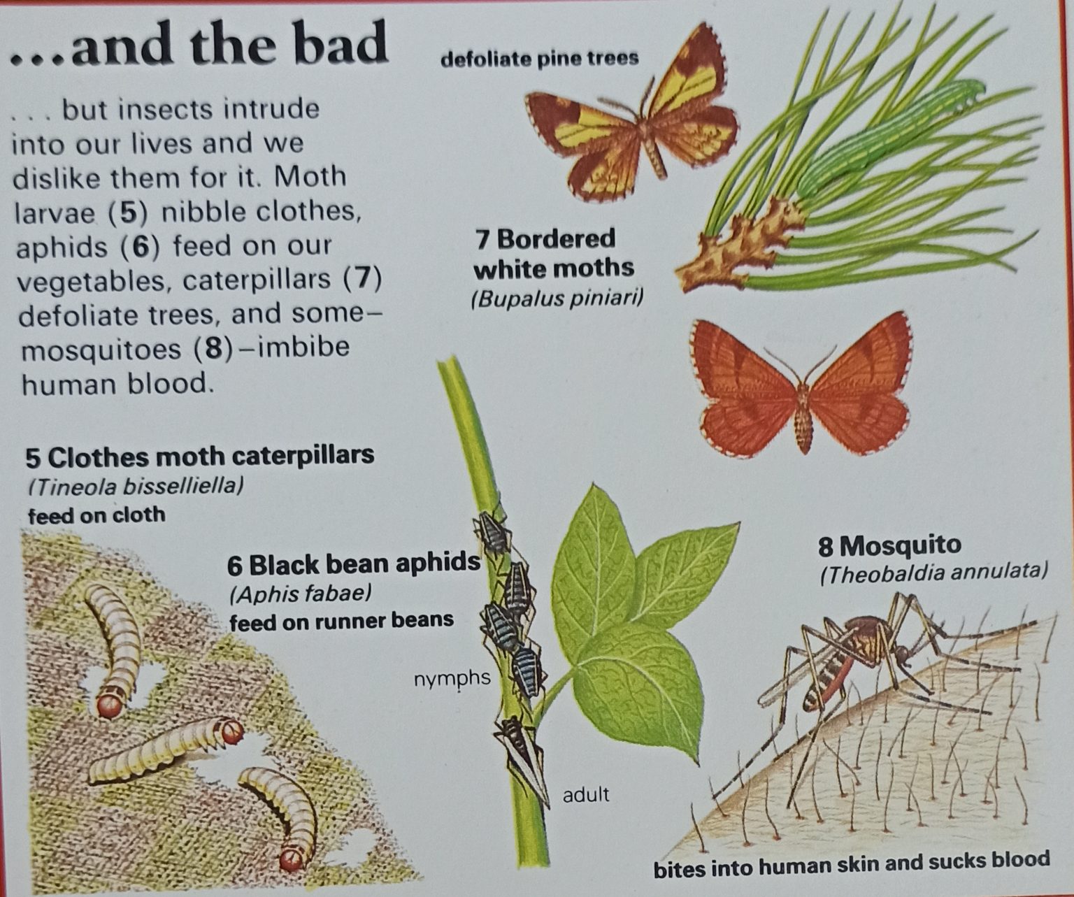 The Relationship between Insects and Man