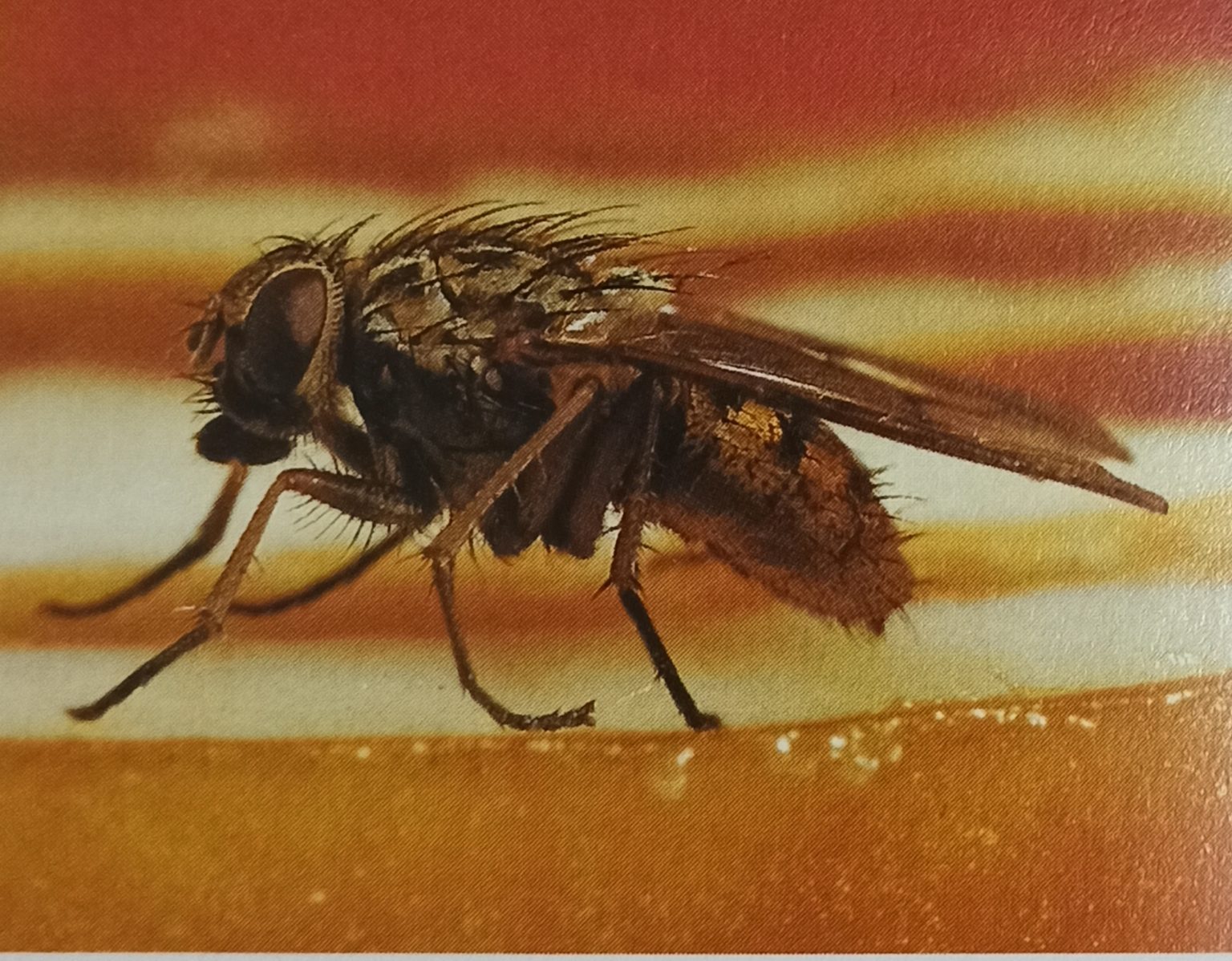 The Relationship between Insects and Man