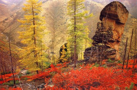 Larch - An Evergreen Wild Tree