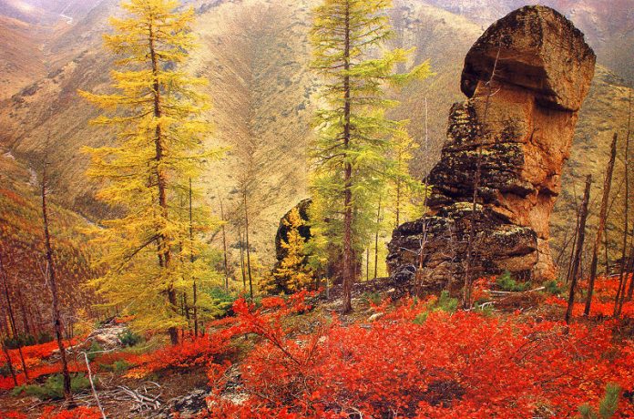 Larch - An Evergreen Wild Tree