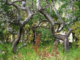 The Mysterious Crooked Bush of Saskatchewan