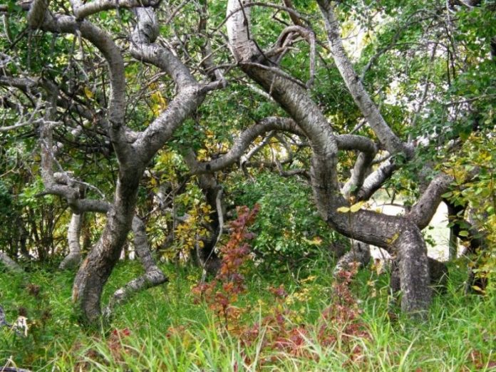 The Mysterious Crooked Bush of Saskatchewan