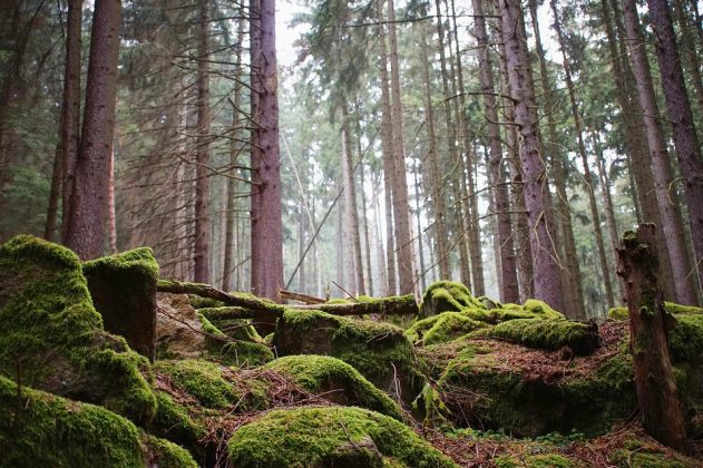 The Mysterious Stones of Pokaini Forest