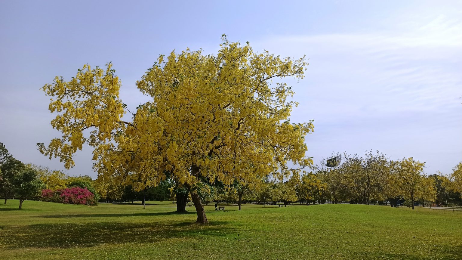 Spectacular Yellow Flowering Golden Chain Tree