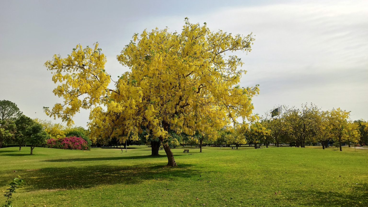 Spectacular Yellow Flowering Golden Chain Tree