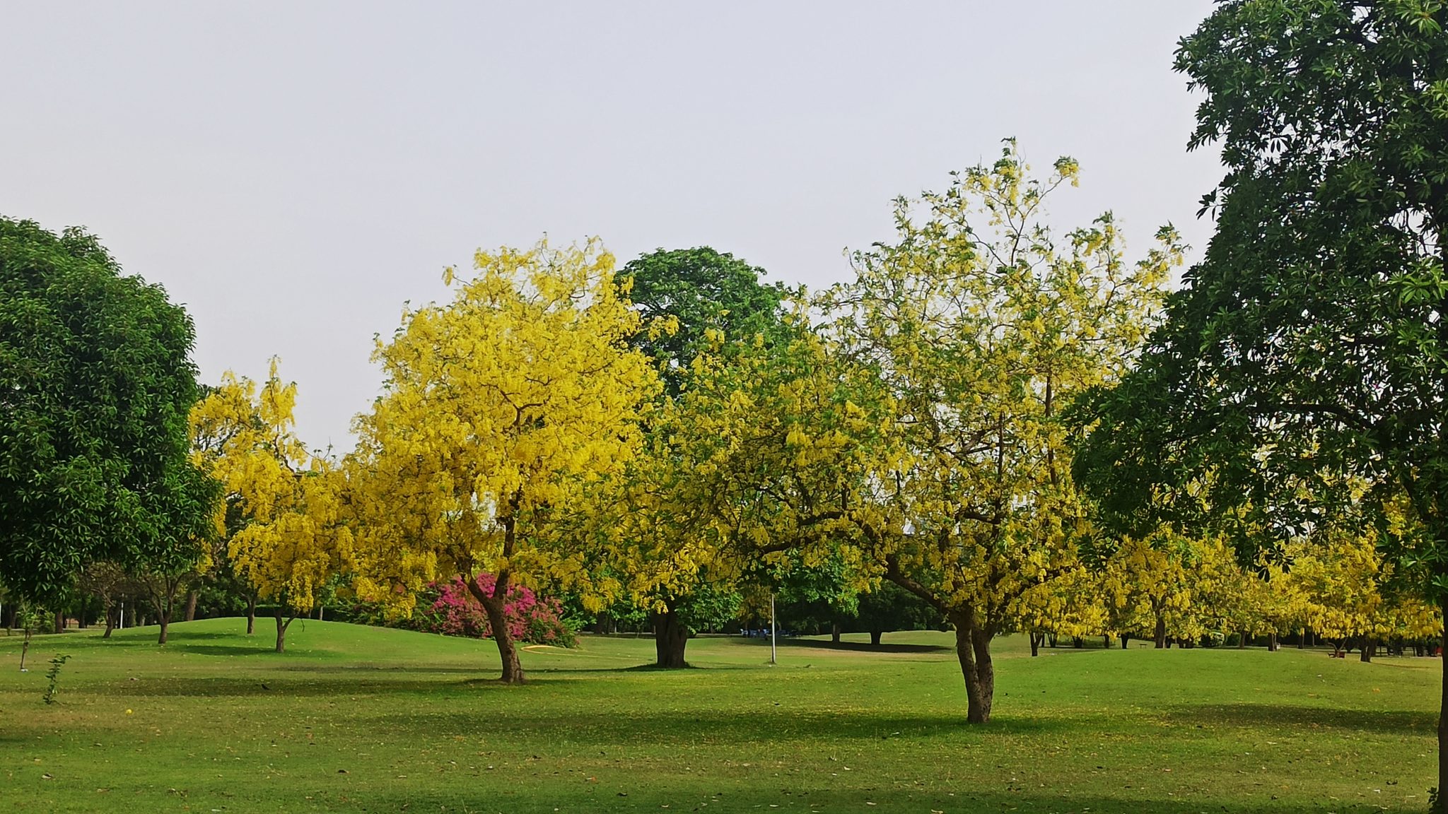 Spectacular Yellow Flowering Golden Chain Tree