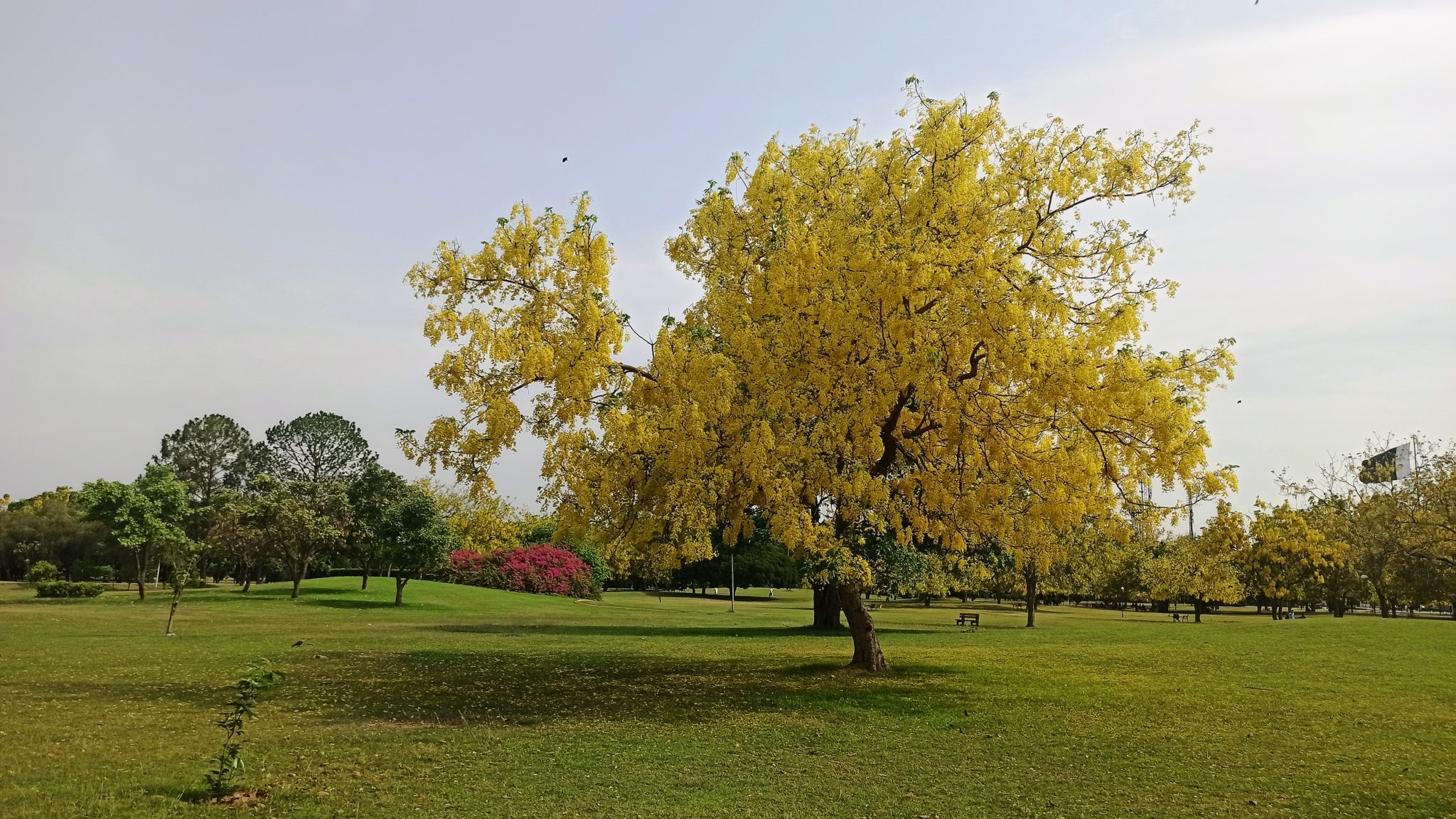 Spectacular Yellow Flowering Golden Chain Tree
