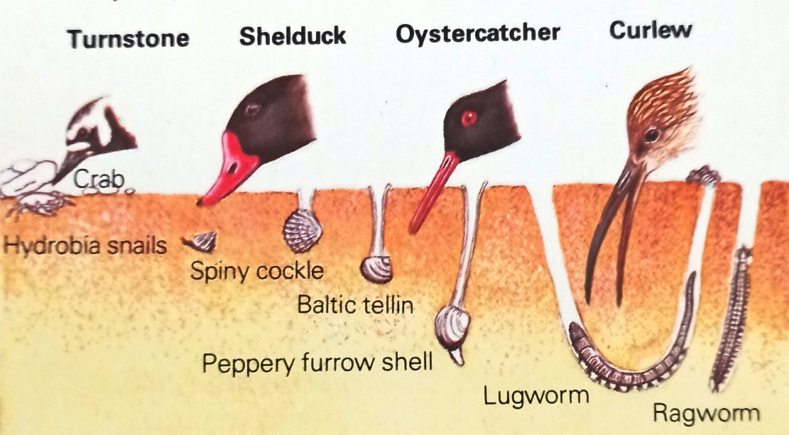 The Curlew Bird and Its Cousin