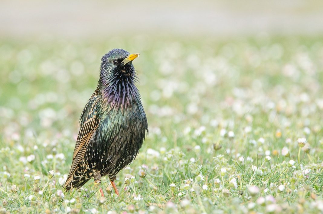 Starling Birds – Saints or Sinners?