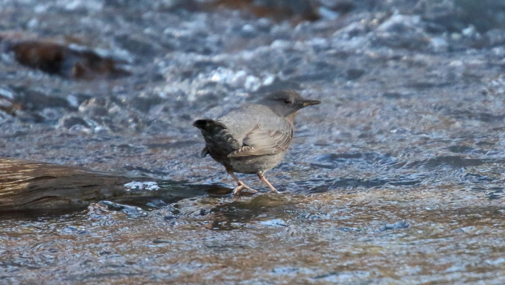 The American dipper (Cinclus mexicanus)