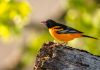 The Melodious Baltimore Oriole Song