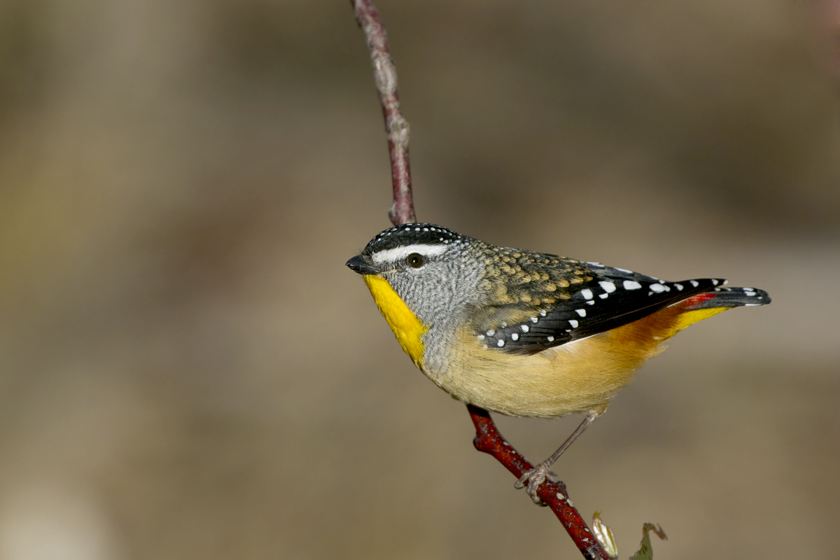 Spotted Pardalote (Pardalotus punctatus)
