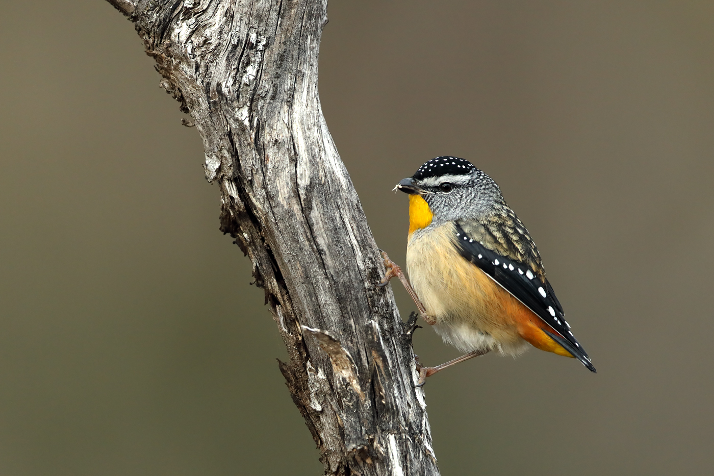 Spotted Pardalote (Pardalotus punctatus)
