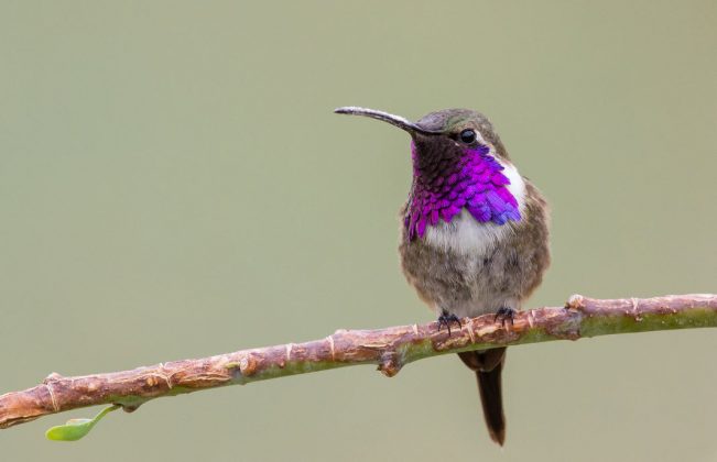 Lucifer Hummingbird (Calothorax lucifer)