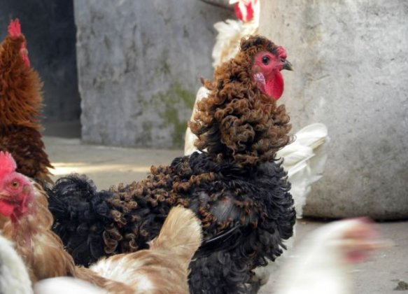 The Rare Curly Hair Chicken