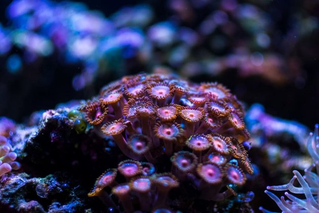 The Growth of a Coral