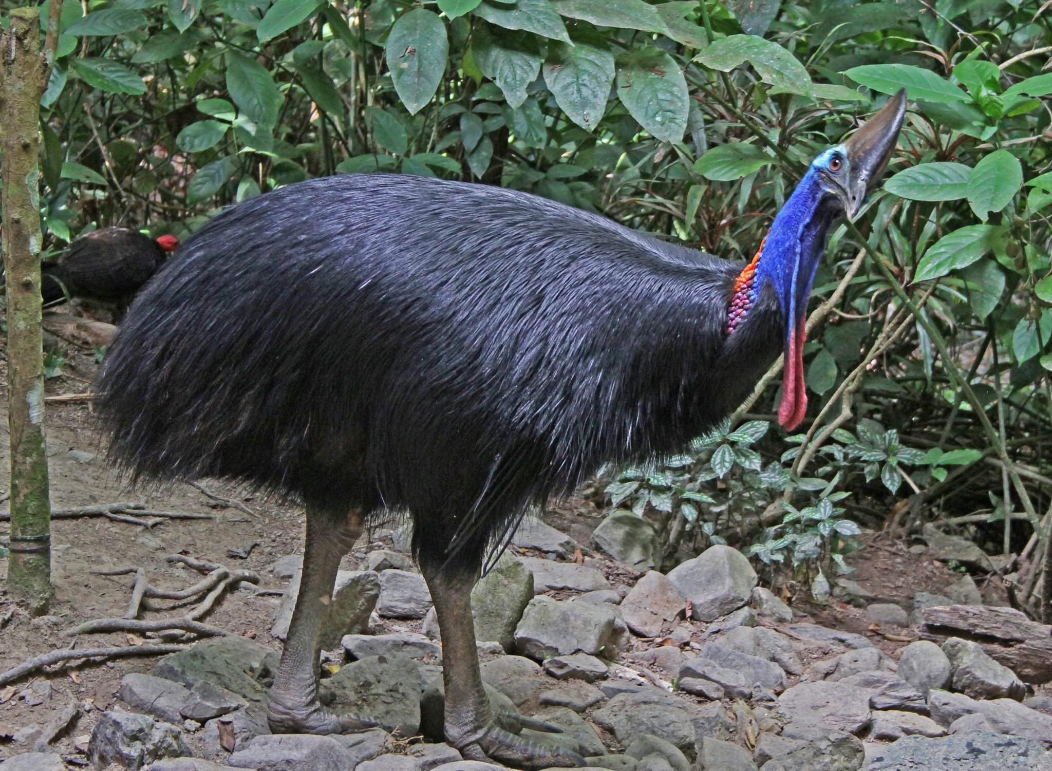 Southern Cassowary (Casuarius casuarius)