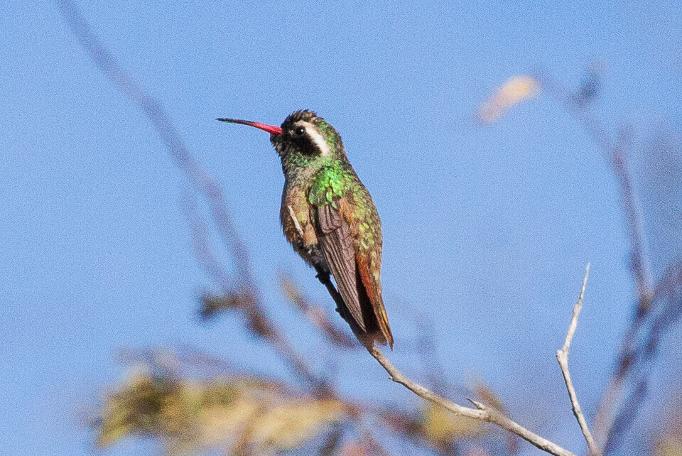 Xantus's Hummingbird (Basilinna xantusii)