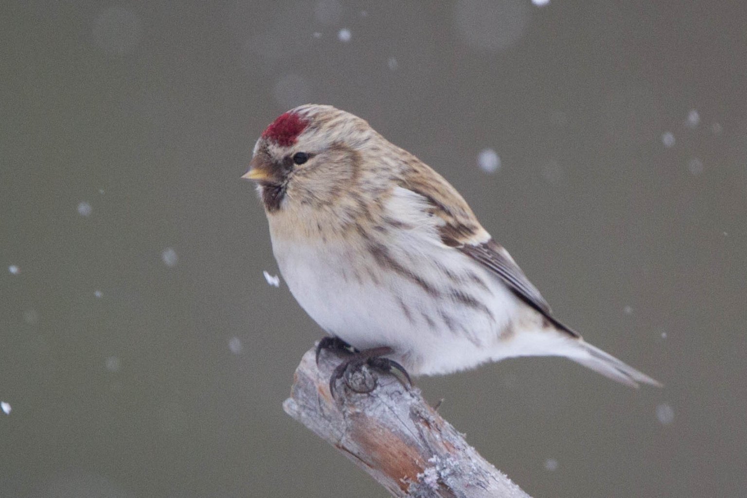 Arctic Redpoll 'Carduelis hornemanni'