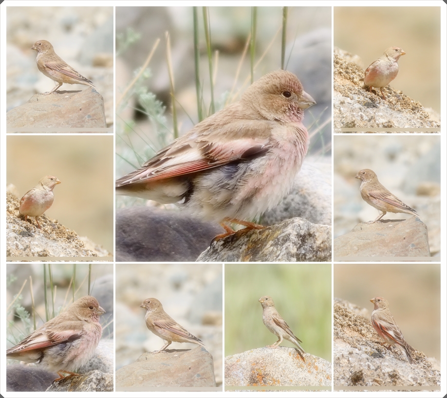 Mongolian Finch (Bucanetes mongolicus)