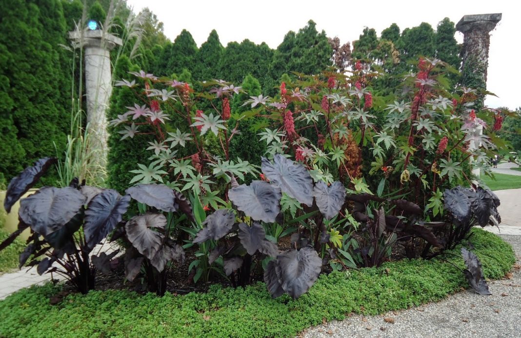 Sculptural Plants - How shape and texture add a spectacular new ...