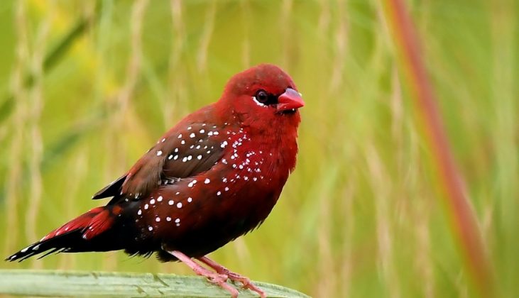 Red Avadavat (Amandava amandava)