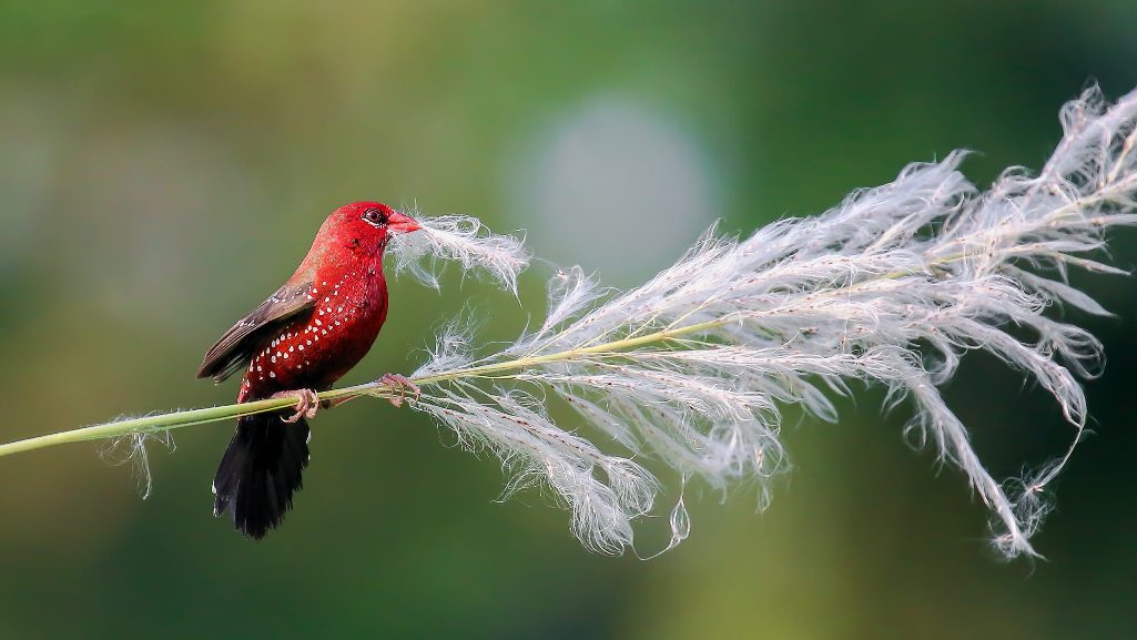 Red Avadavat (Amandava amandava)